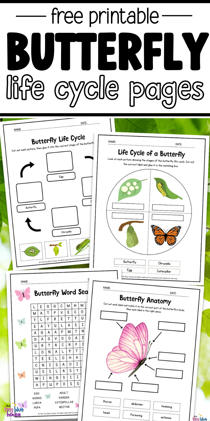 Butterfly Life Cycle Worksheets (Free Printable Bundle for Kids) - This ...