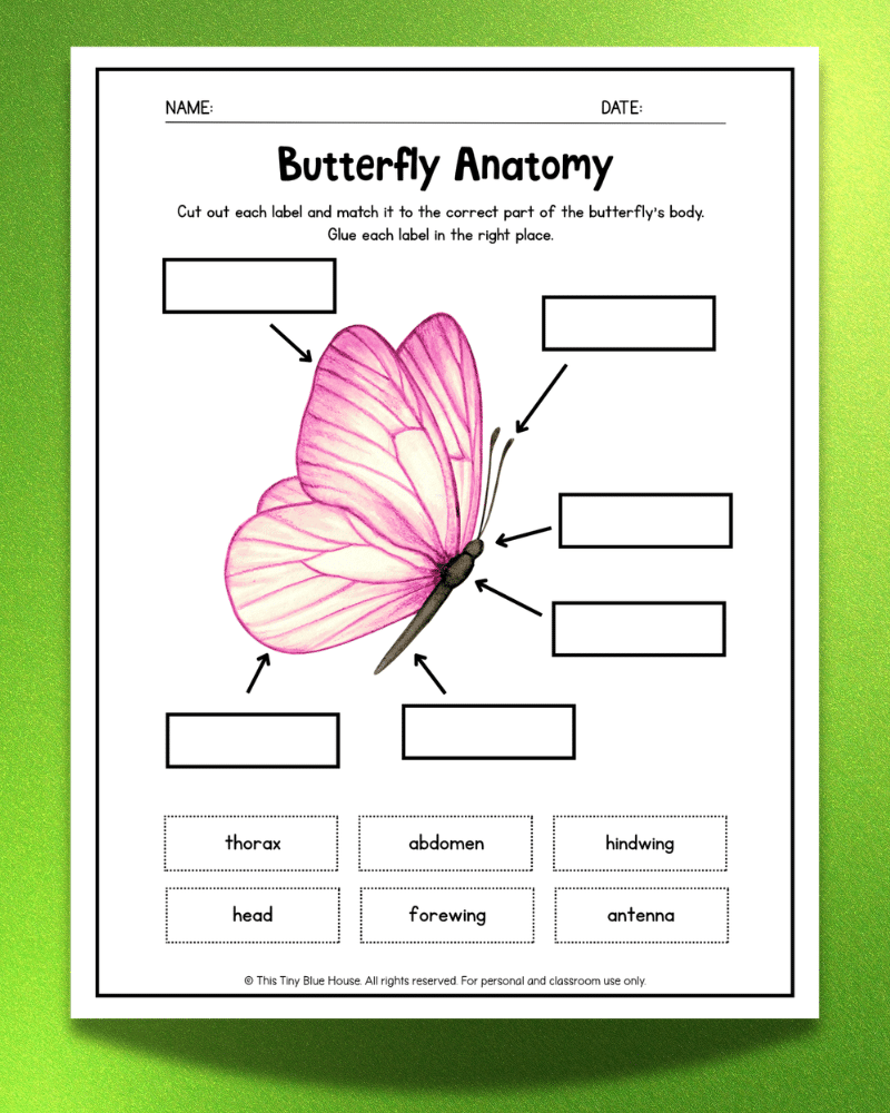 Butterfly Life Cycle Worksheets (Free Printable Bundle for Kids) - This ...